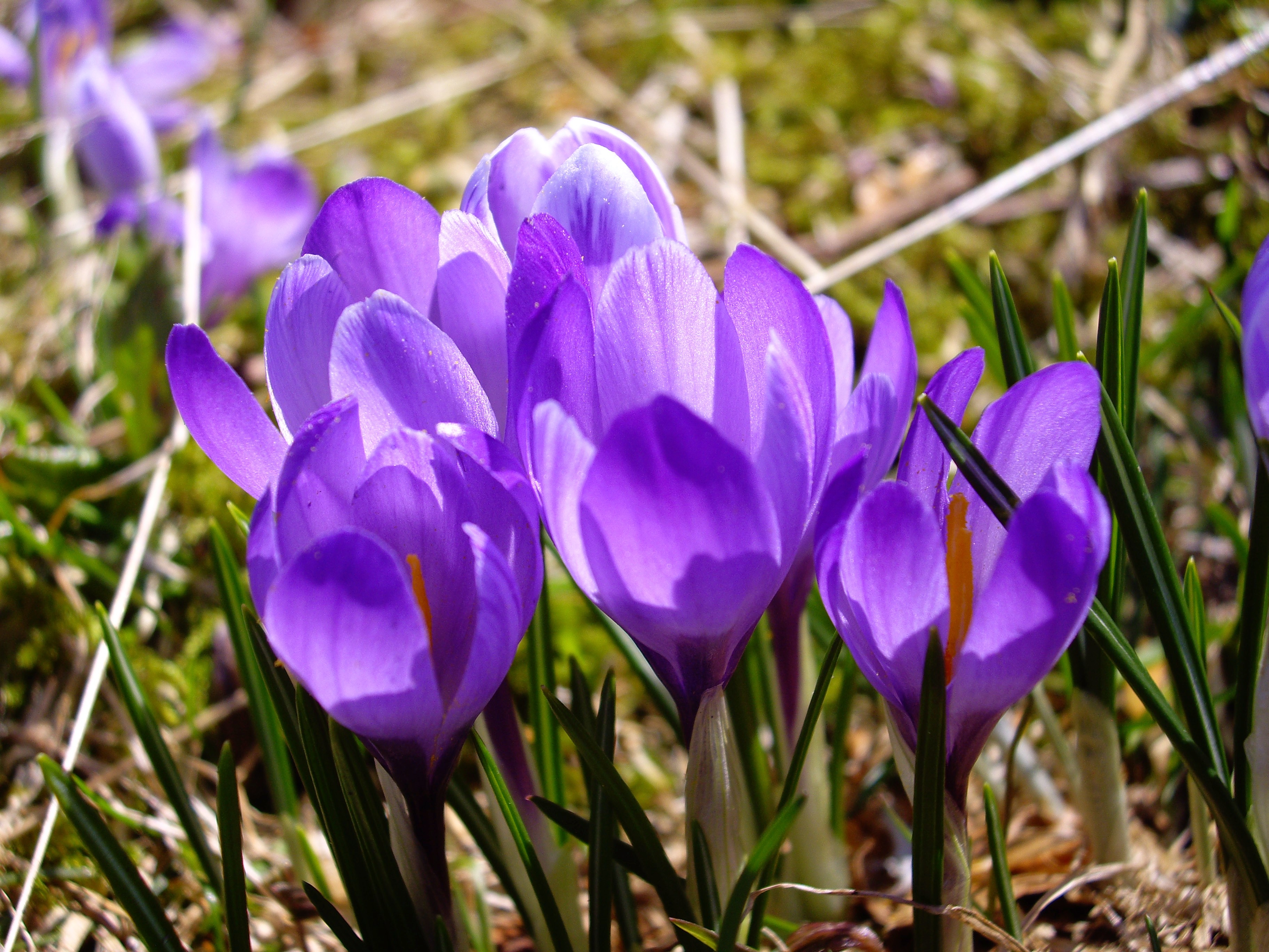 krokusse-auf-dem-r-misgummen-benjamin-stocker-zaugg